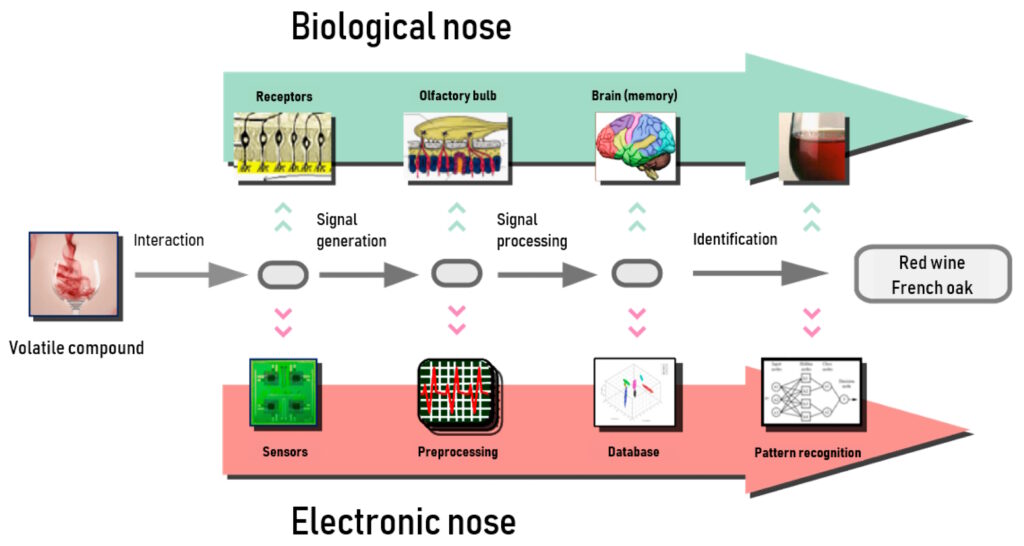 How do body odor recognition biometrics work? - Electrical Engineering ...