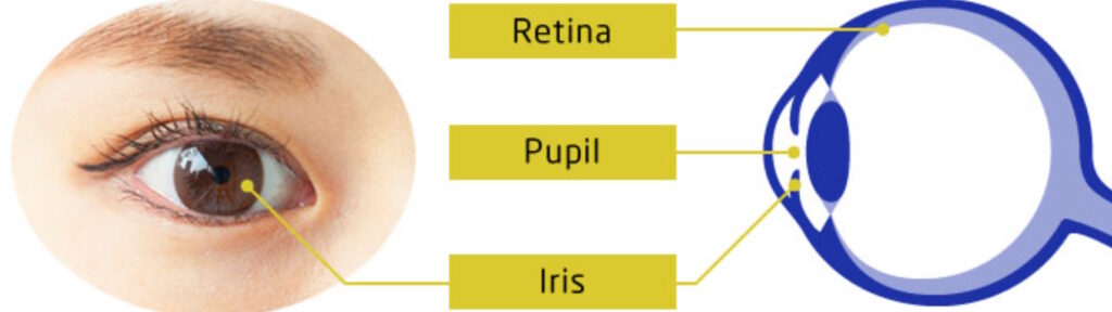 How do eye & iris scan biometrics work?